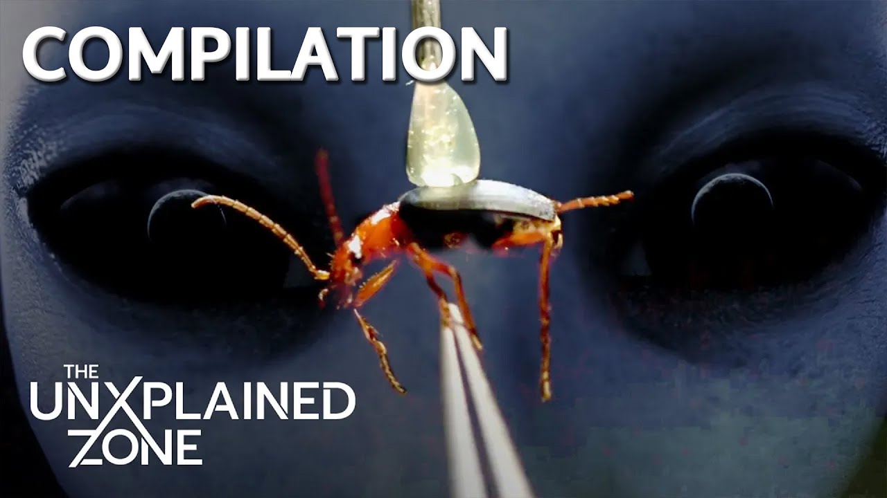 Strange Human-Alien Hybrids CAUGHT on Earth *Compilation* | - Go IT