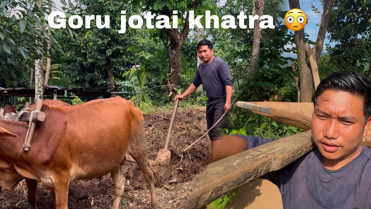 Nepali traditional plaughing field. Goru jotai ramilo vayoo - YouTube