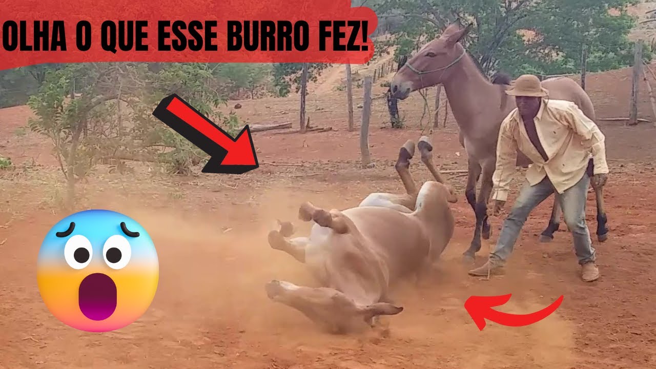 INACREDITÁVEL O QUE ESSE BURRO FEZ! - YouTube