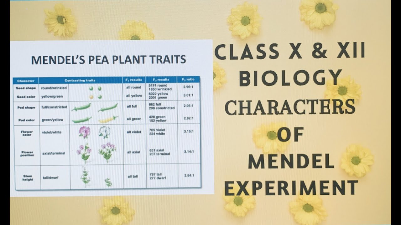 Class X and XII CBSE - Characters of Mendel experiment. - YouTube