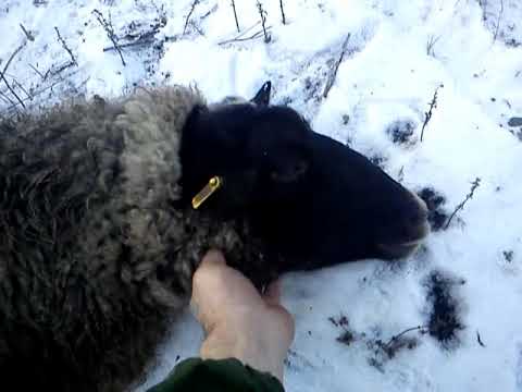 Sevdiyim əsgər və qızım sizi Allah qorusun