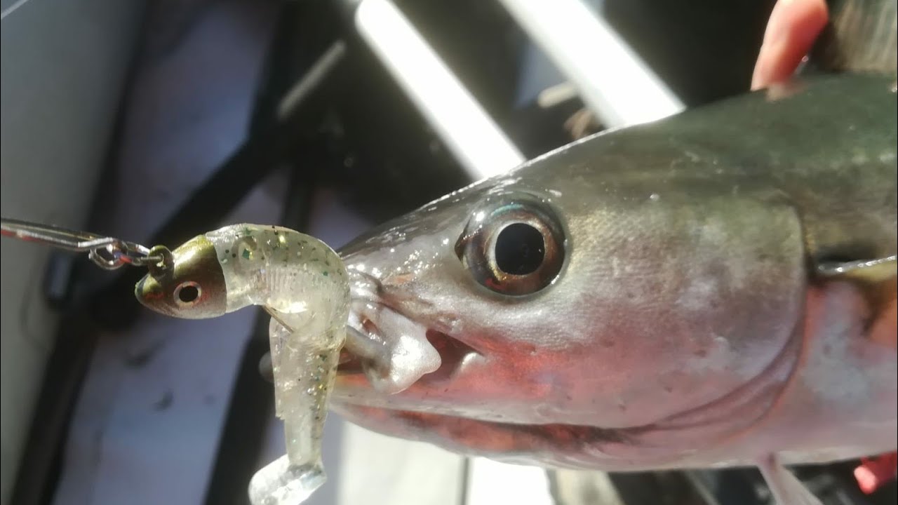 CATCH & COOK: Lure Fishing for Pollock & Coalfish | Sautéed Pollock ...