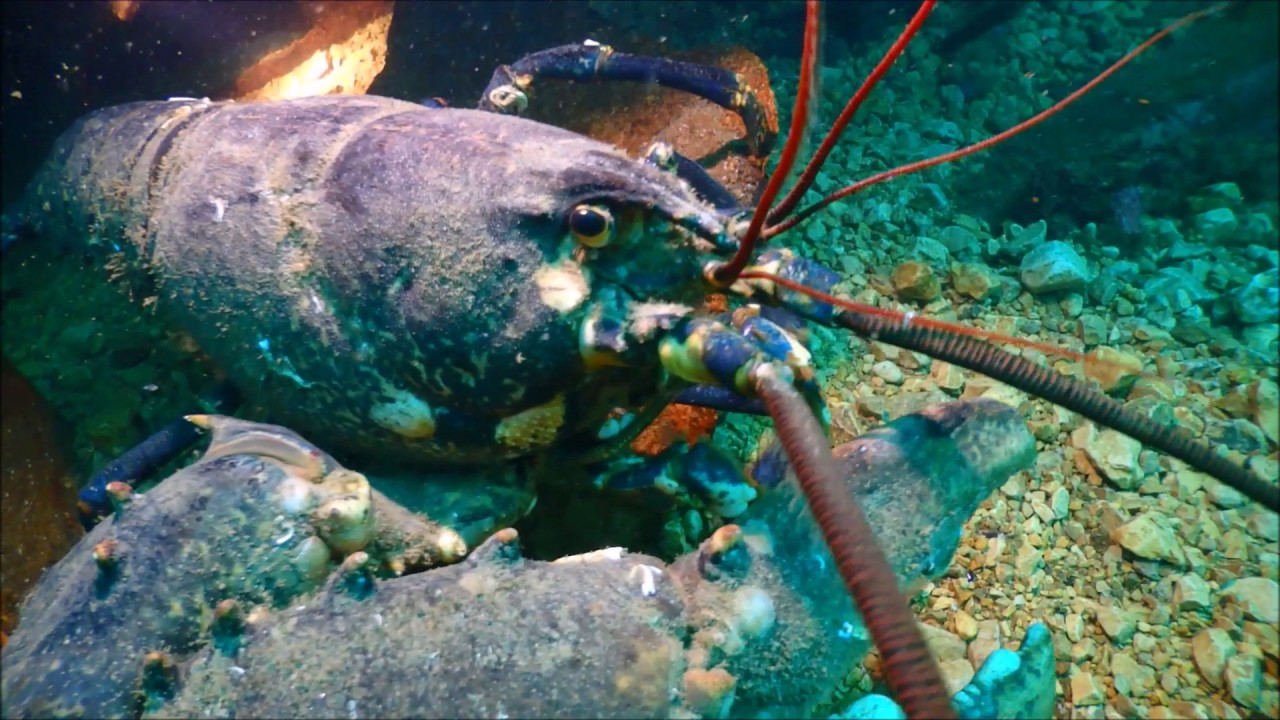 Homarus gammarus de Sesimbra - YouTube