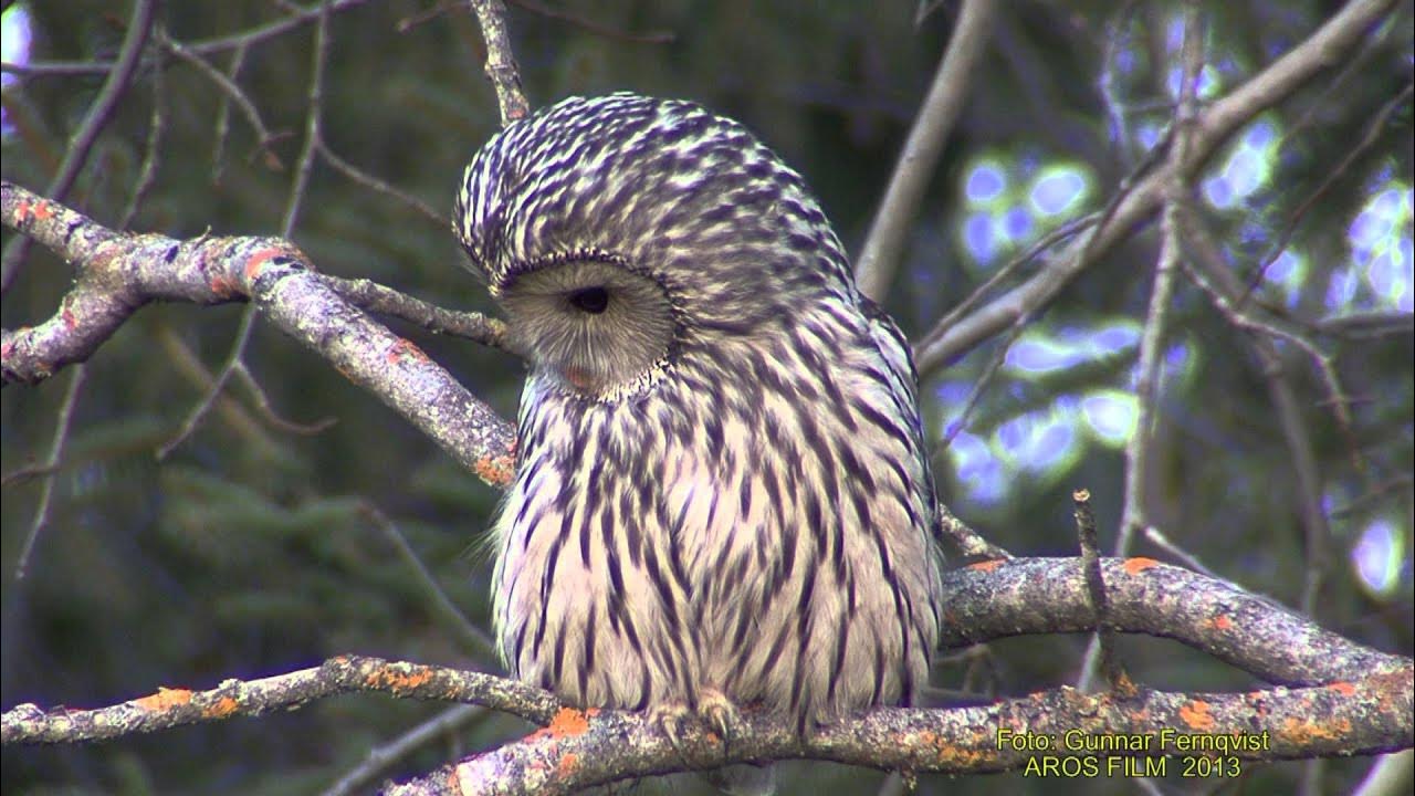 UGGLOR Owls (Strigiformes) Klipp - 1009 - YouTube