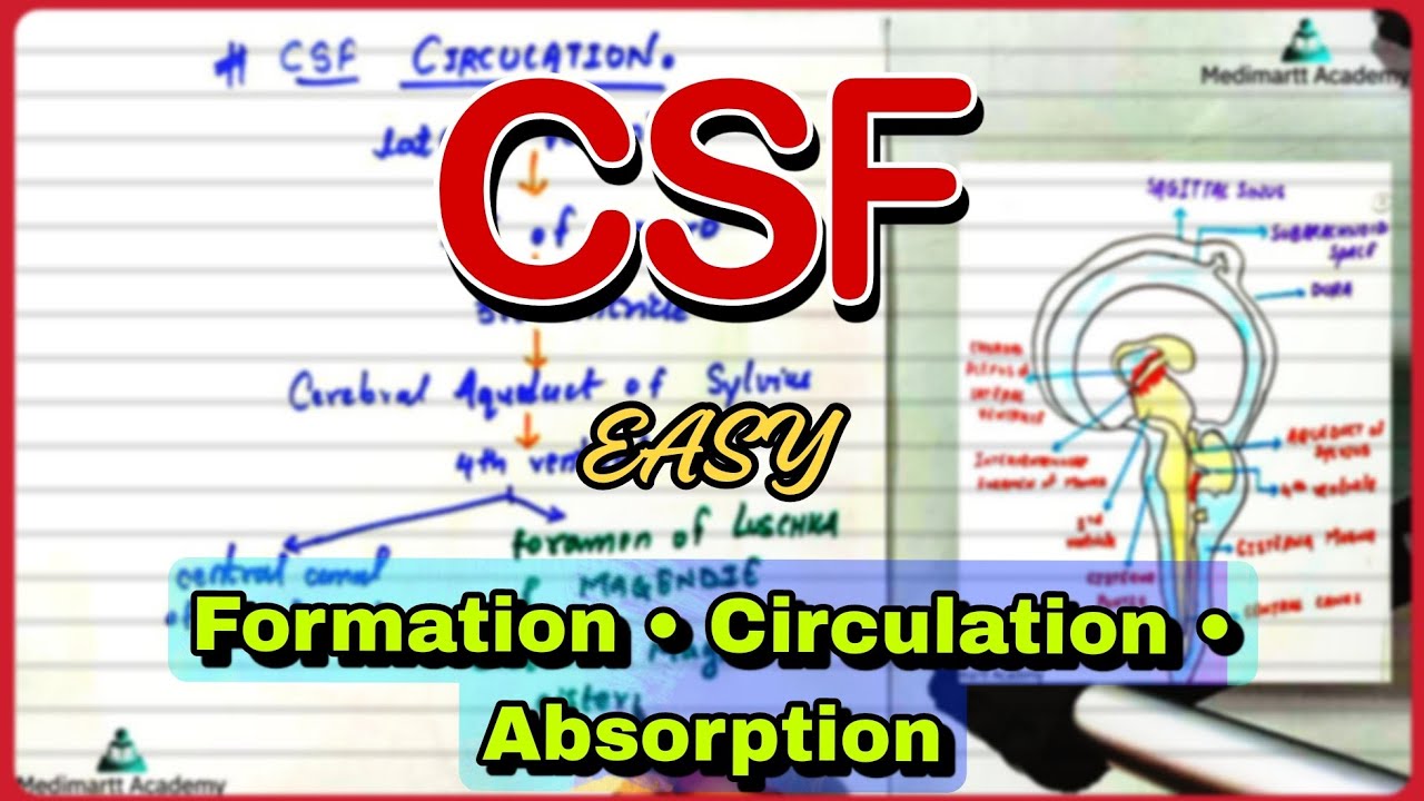 CSF | Circulation | Absorption | Formation | Hindi explained - YouTube