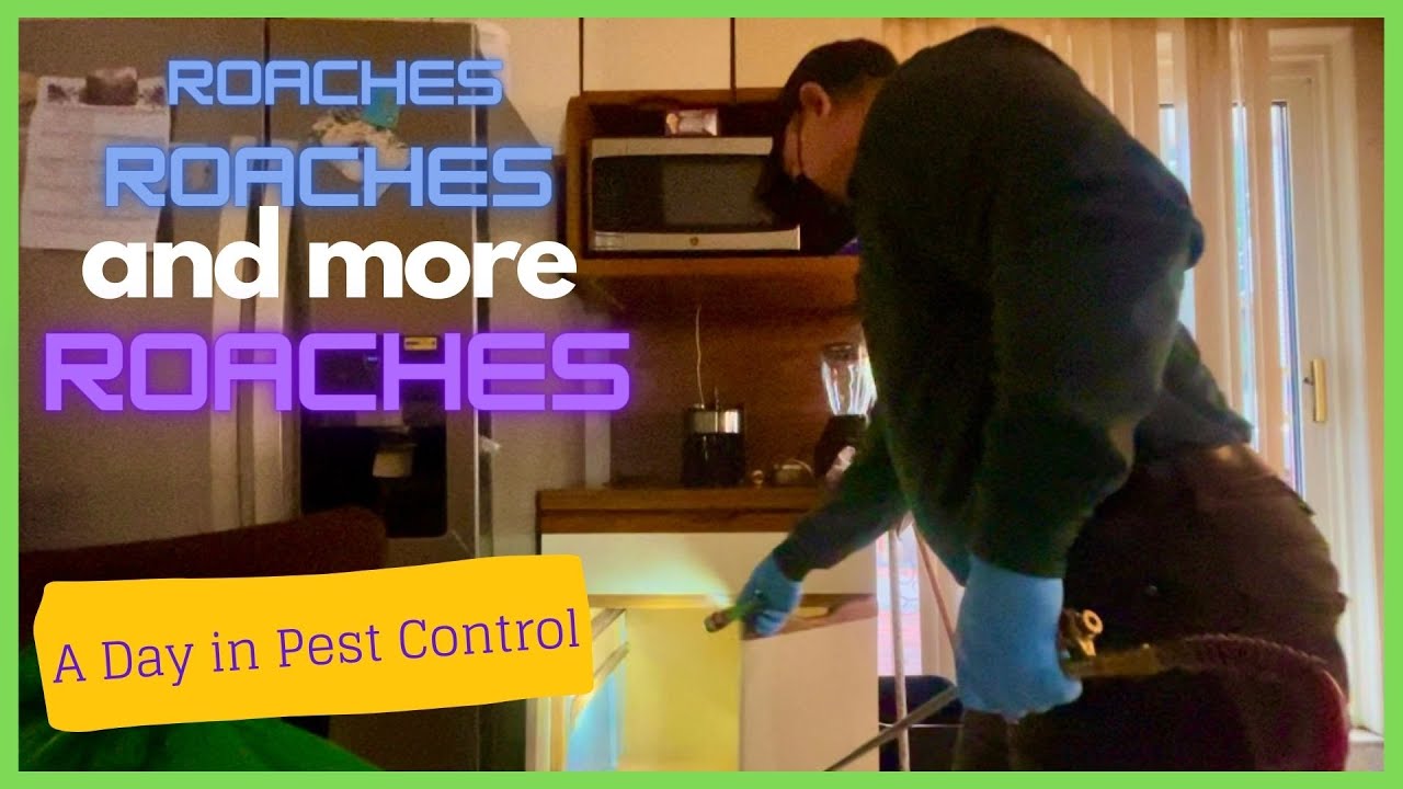 How to treat for roaches in Kitchens, roaches, roaches and more roaches - YouTube