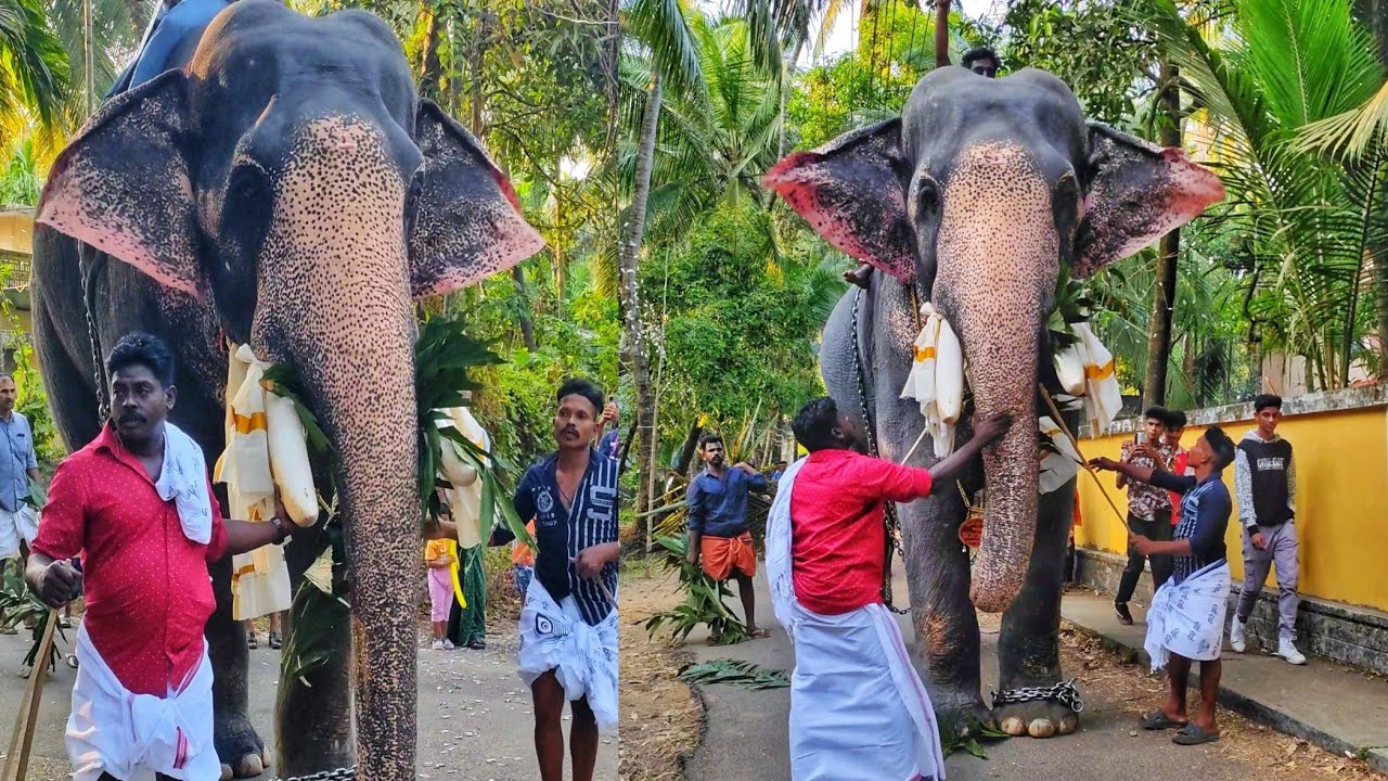 😍😍ആമ്പാടി ബാലനാരായണനും വാടാനപ്പള്ളി സുനിയേട്ടനും ഇന്ന് വട്ടേക്കാട് ...