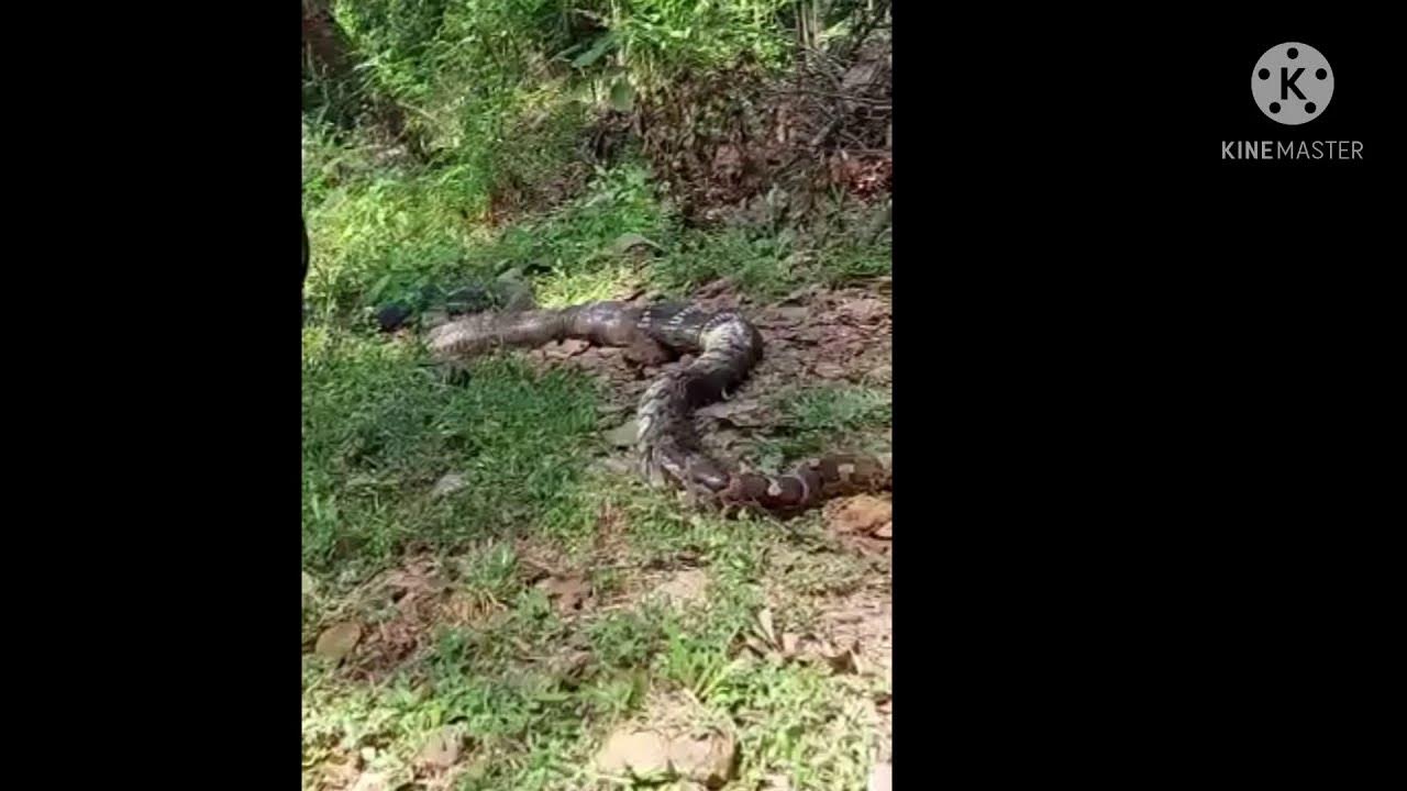 King cobra eating python 🐍 in south India 🇮🇳 - YouTube