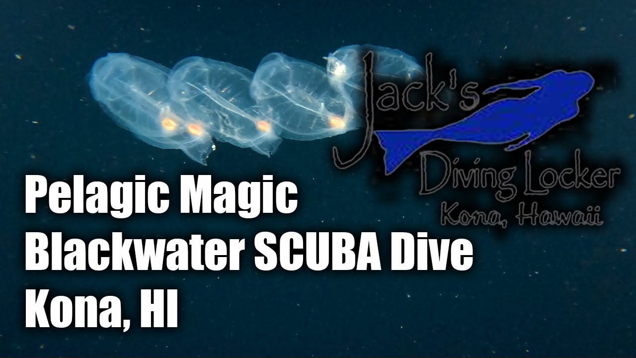 What It’s Like to Do a Pelagic Magic Night Dive (Jack’s Diving Locker ...