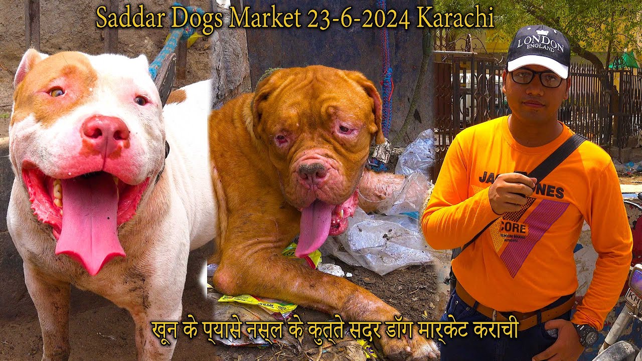 Saddar Dogs Market 23-6-2024 Karachi | Rare and Unique Dogs | लड़ने ...
