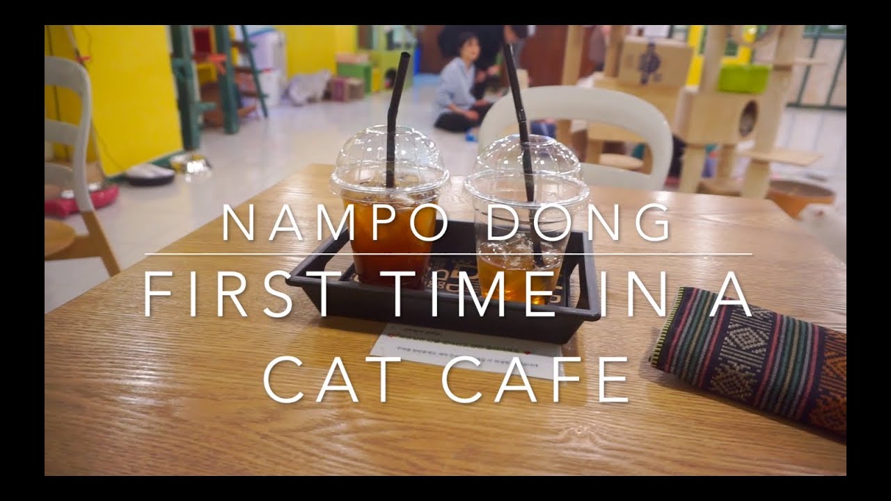 [Study in Korea] vlog2: Cat Cafe in Nampodong, Busan - YouTube