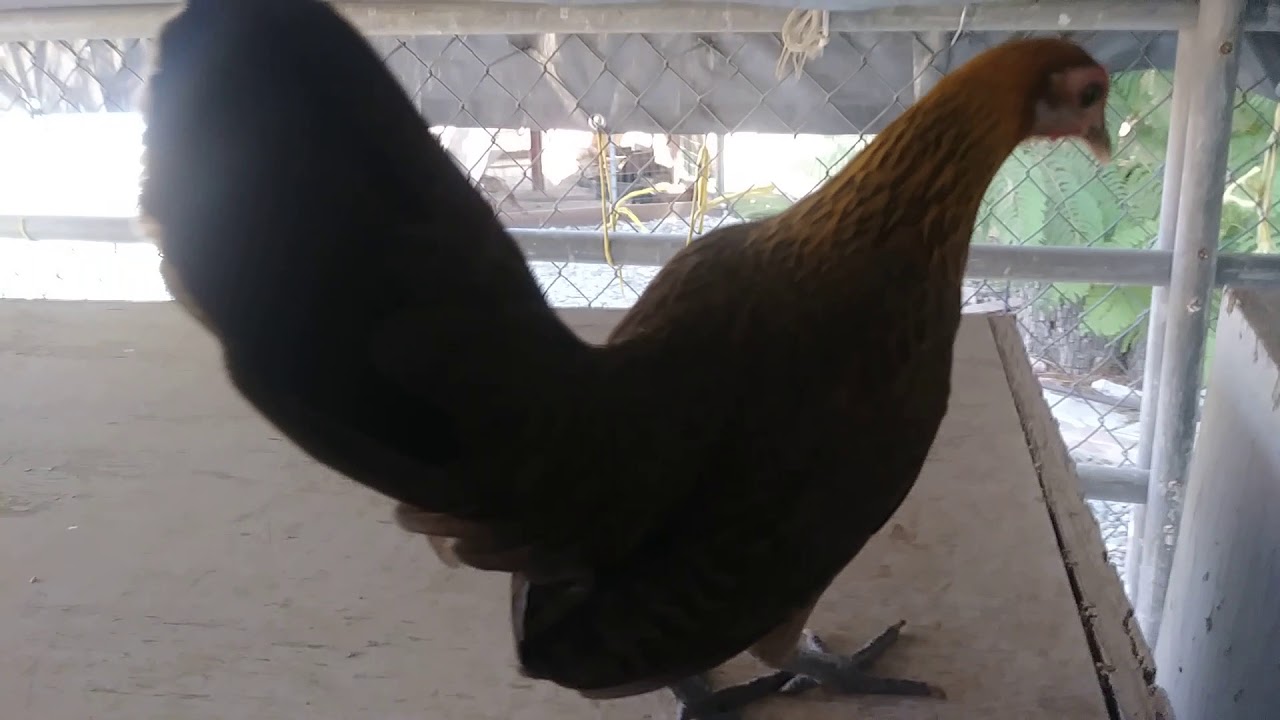 Miniature gamefowl pullet - YouTube