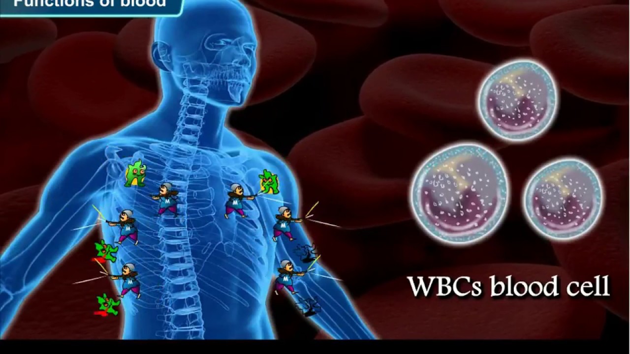 Blood | Science - YouTube