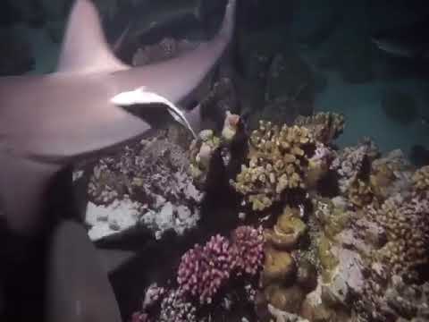 White tip and grey reef sharks hunting in French Polynesia - YouTube