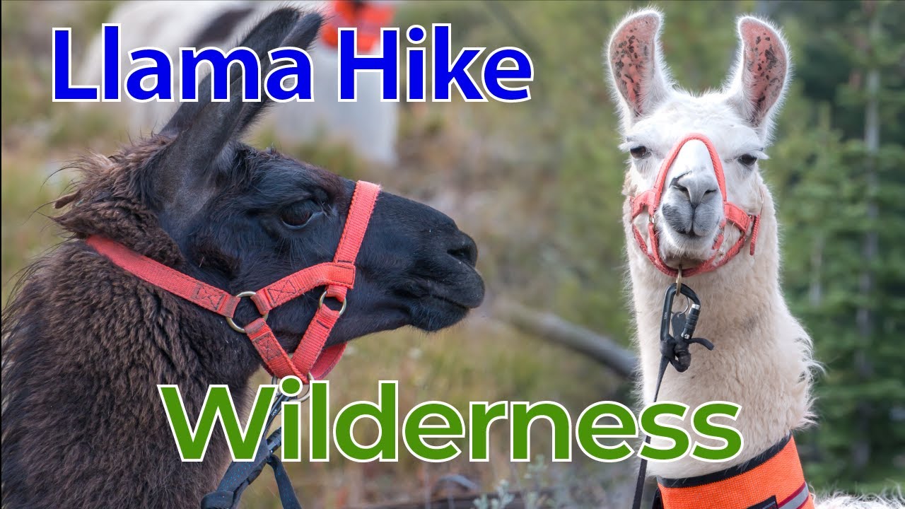 Pack Llama Training Hike in the Frank Church River of No Return ...