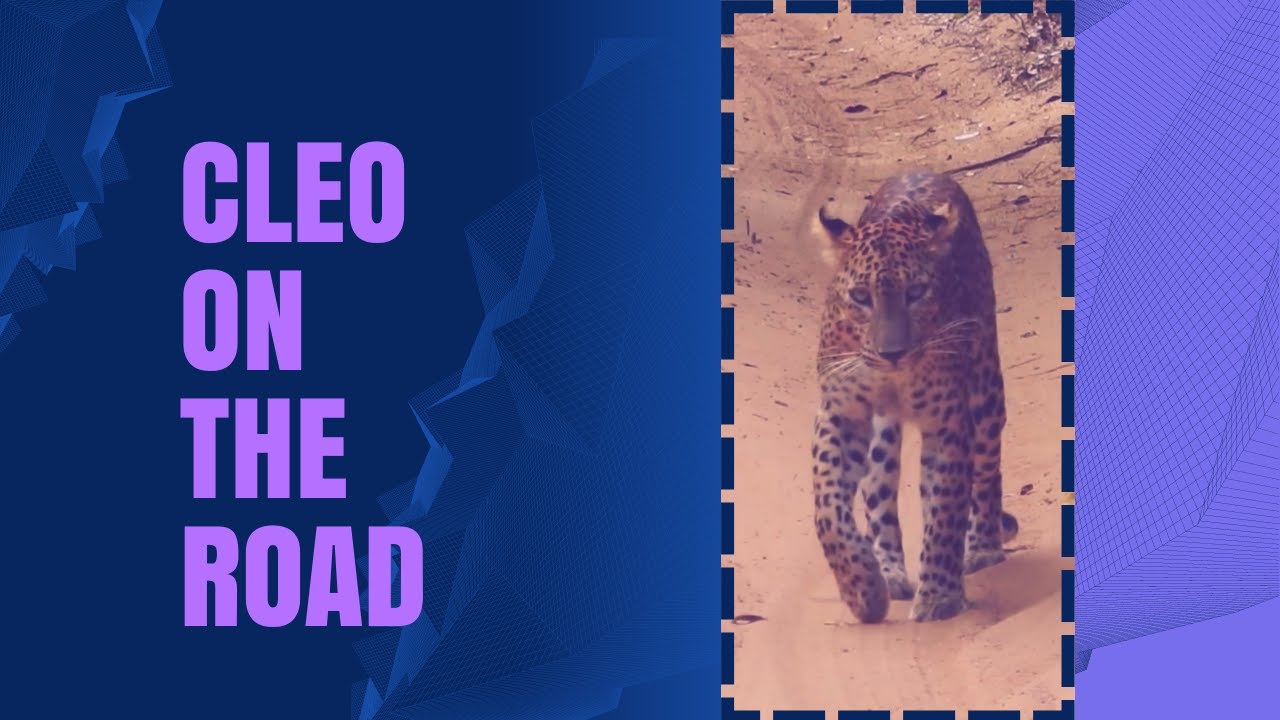 Cleopatra deciding to walk on the roads of Wilpattu - YouTube