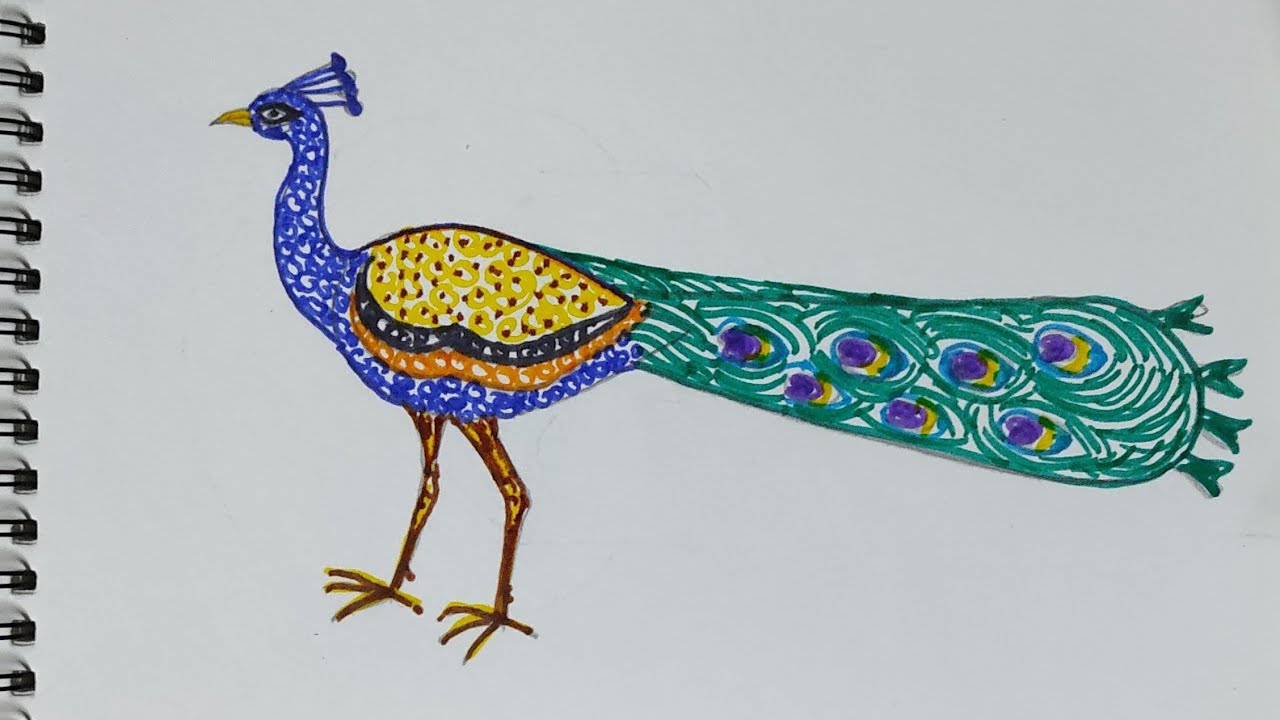How to draw easy peacock drawing with sketch pen. Naba kumar das(piku ...