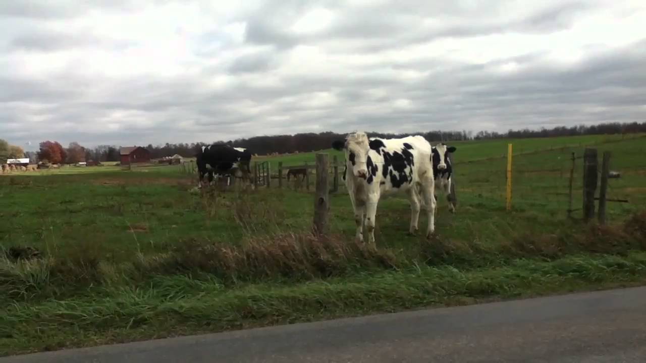 Cows in amish country - YouTube