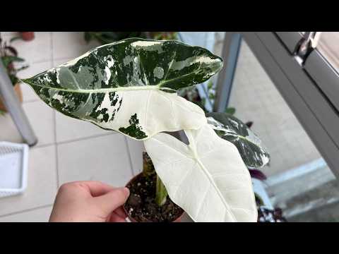 Aglonema,dua,Alocasya bol çeşit satışta 05066598226