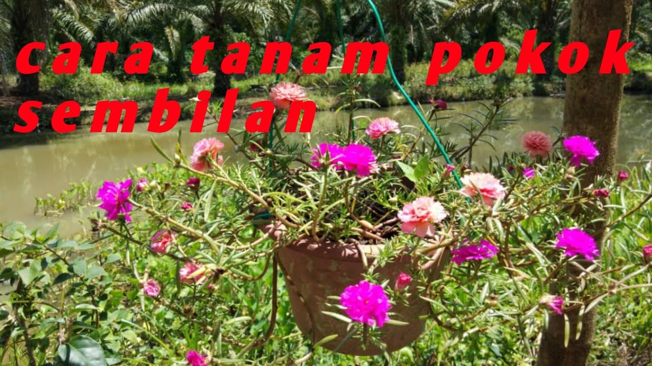 Bunga Pukul 9 pagi - YouTube