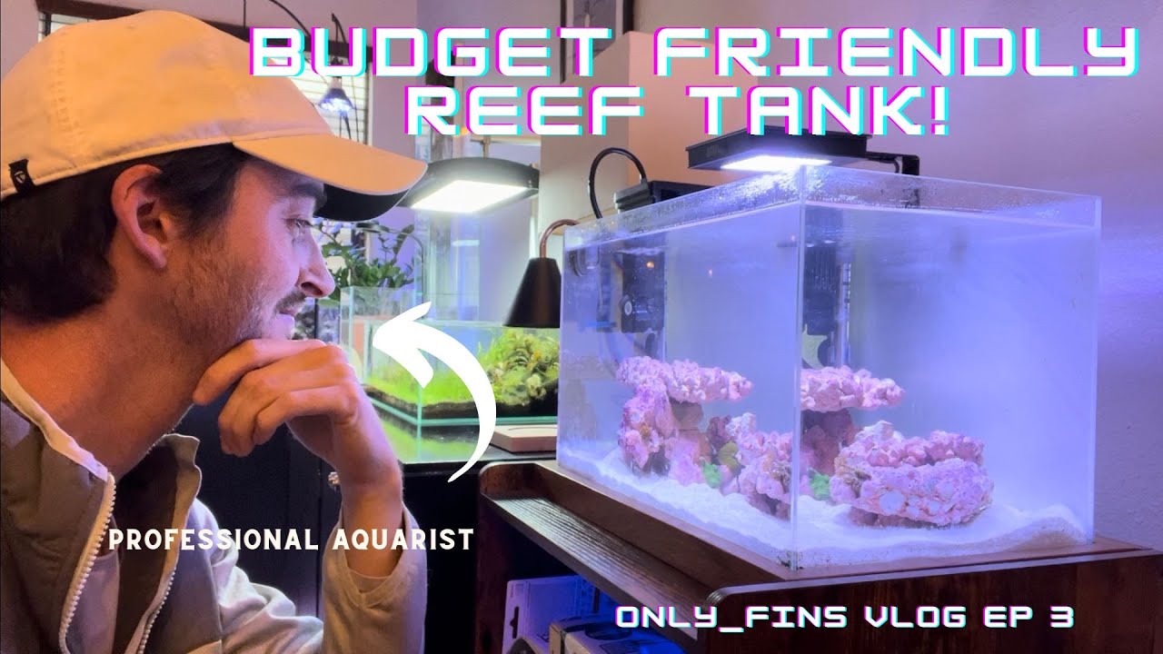 Budget Friendly Reef Tank! Only_fins Vlog Ep 3 - YouTube