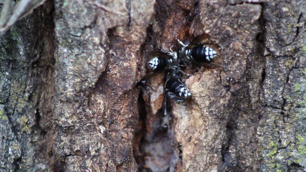 Ant vs. Bald Faced Hornet - YouTube