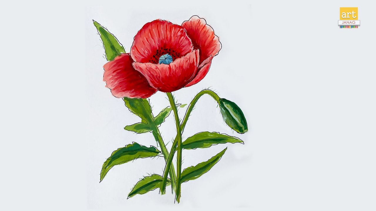 How to Draw a Supreme Poppy seeds flower II Flower Drawing II #artjanag ...