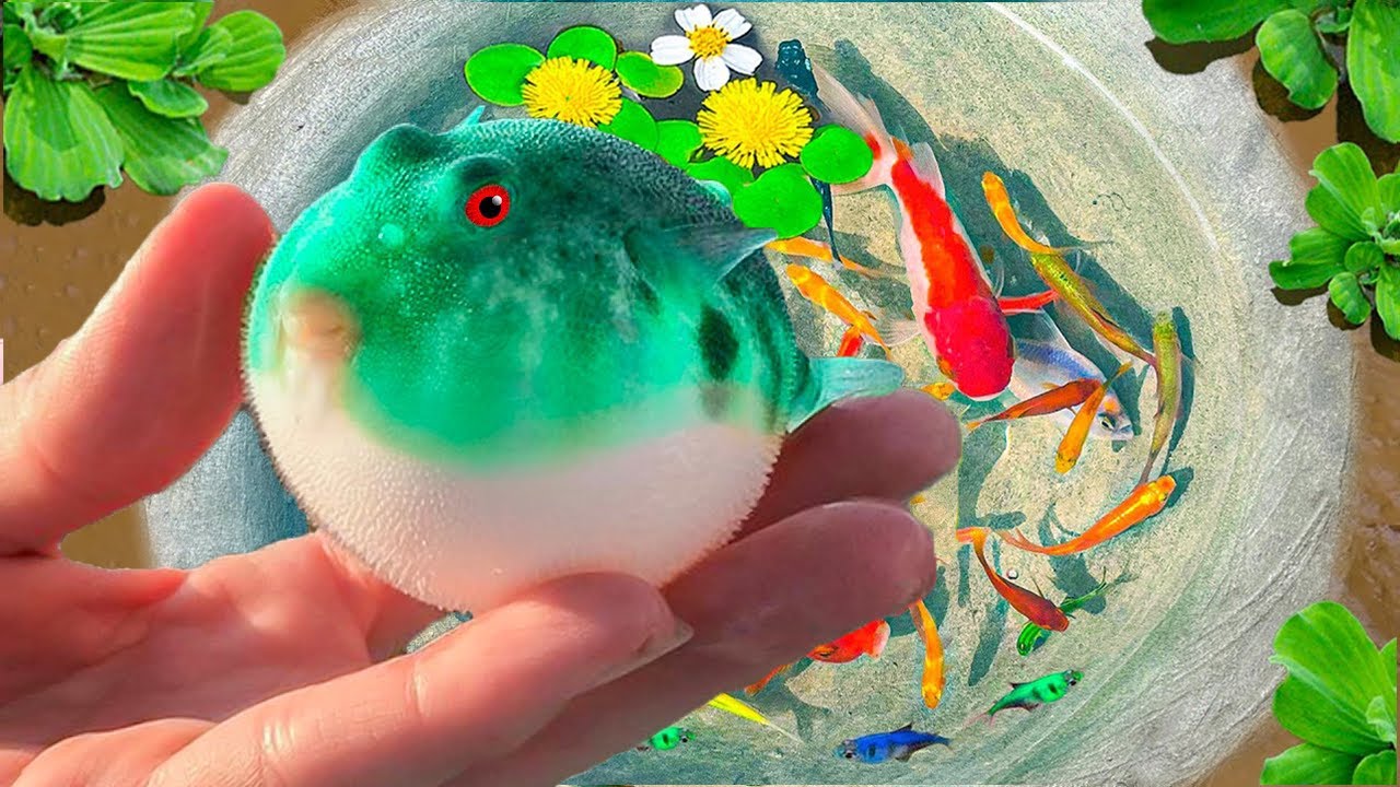 Looking For Fancy Ornamental Baby Puffer Fish, Guppy Fish, Koi Fish ...