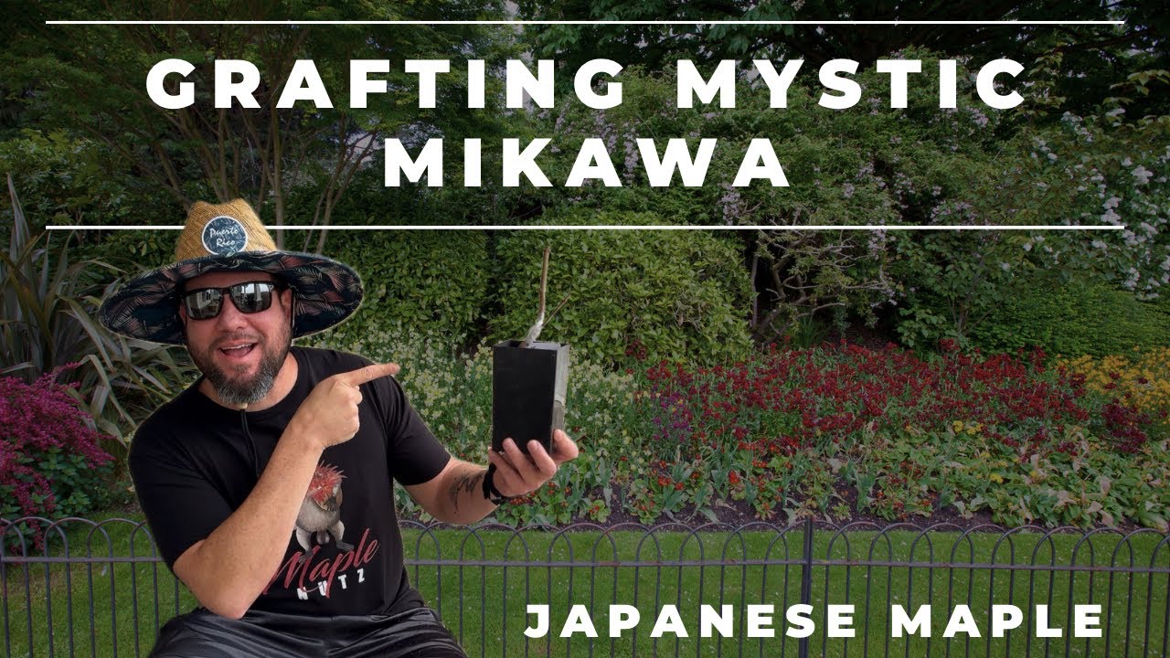 Grafting Japanese Maple Acer Palmatum Mystic Mikawa - YouTube