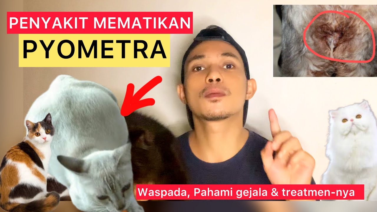 PYOMETRA KUCING - KEUAR NANAH DARI KELAMIN KUCING | Cara Mengobati ...