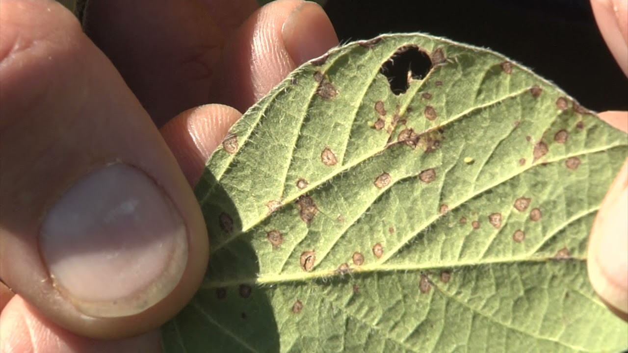 Frogeye Leaf Spot Frogeye Leaf Spot - Soybean Disease Management