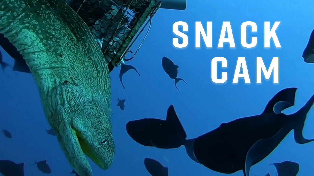 Underwater Camera Spies On Big Reef Predators - YouTube