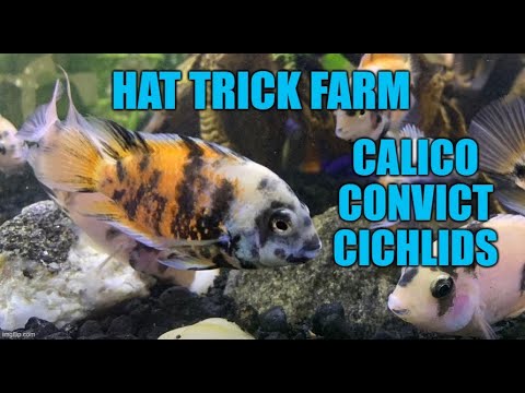 💙#CONVICT CICHLIDS | CALICO CONVICT CICHLID FRY UPDATE | #BREEDING ...