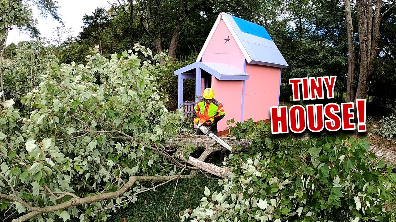 Removing Multiple Trees Next To Small Pink House - YouTube