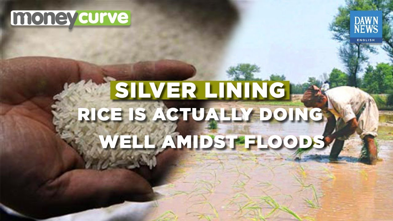 Silver lining: Rice is actually doing well amidst floods in Pakistan ...