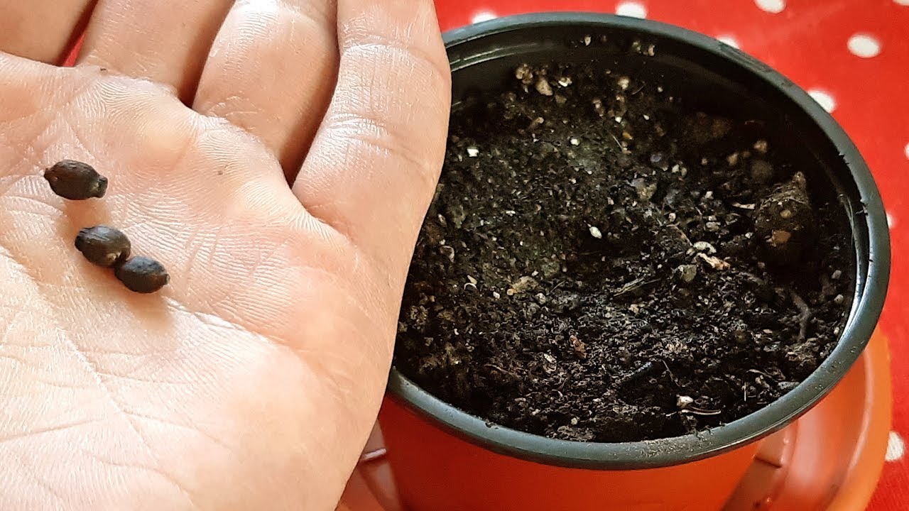 Planting Marvel of Peru from seed - YouTube