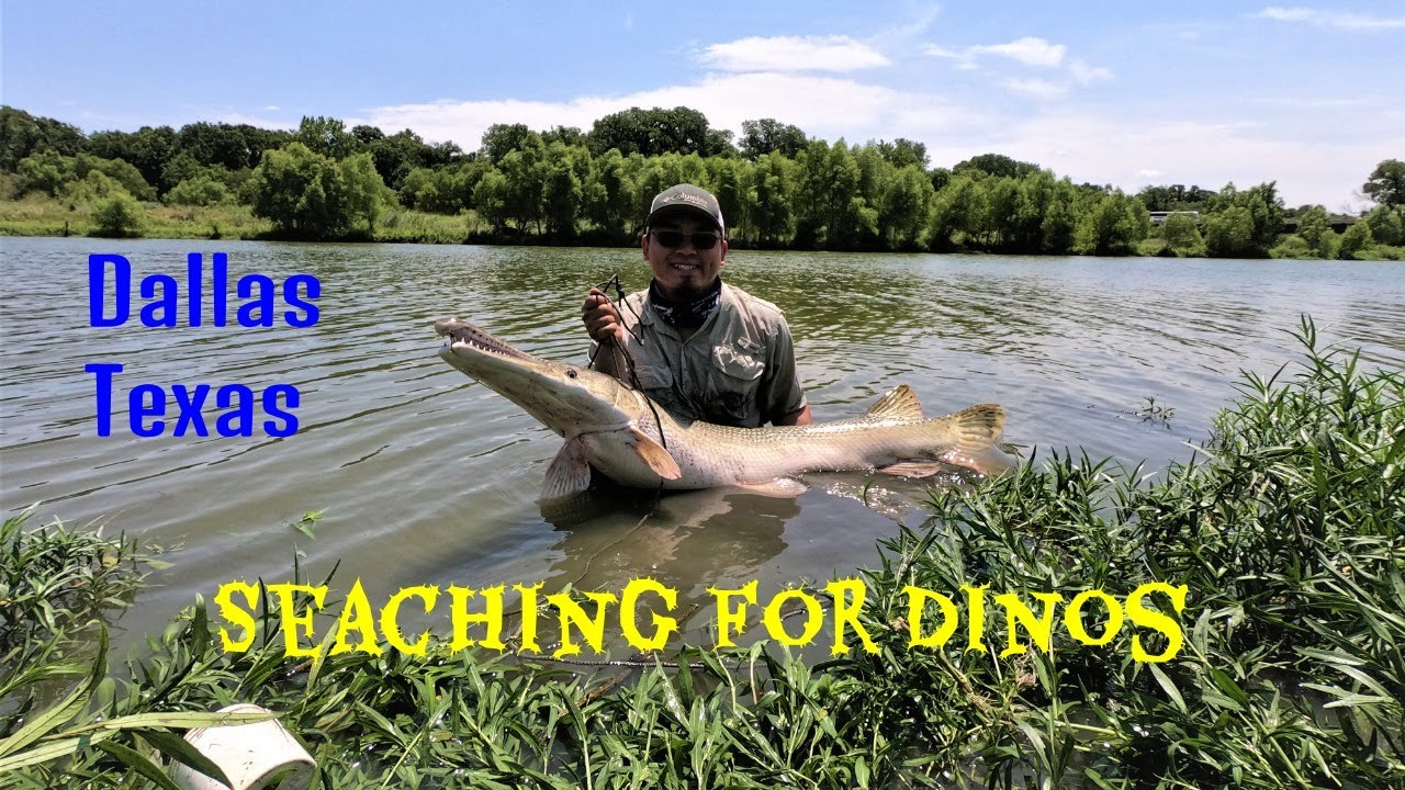 5ft Alligator Gar Solo Trip Dallas TX - YouTube