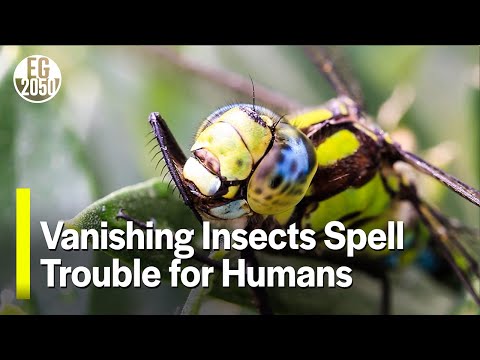 Can Humans Survive Without Insects