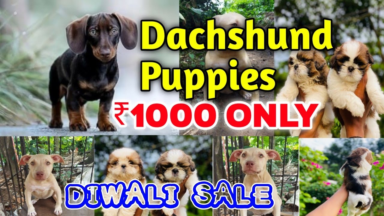 dachshund-puppies-for-just-1000-rupees-only-diwali-offer-price-sale