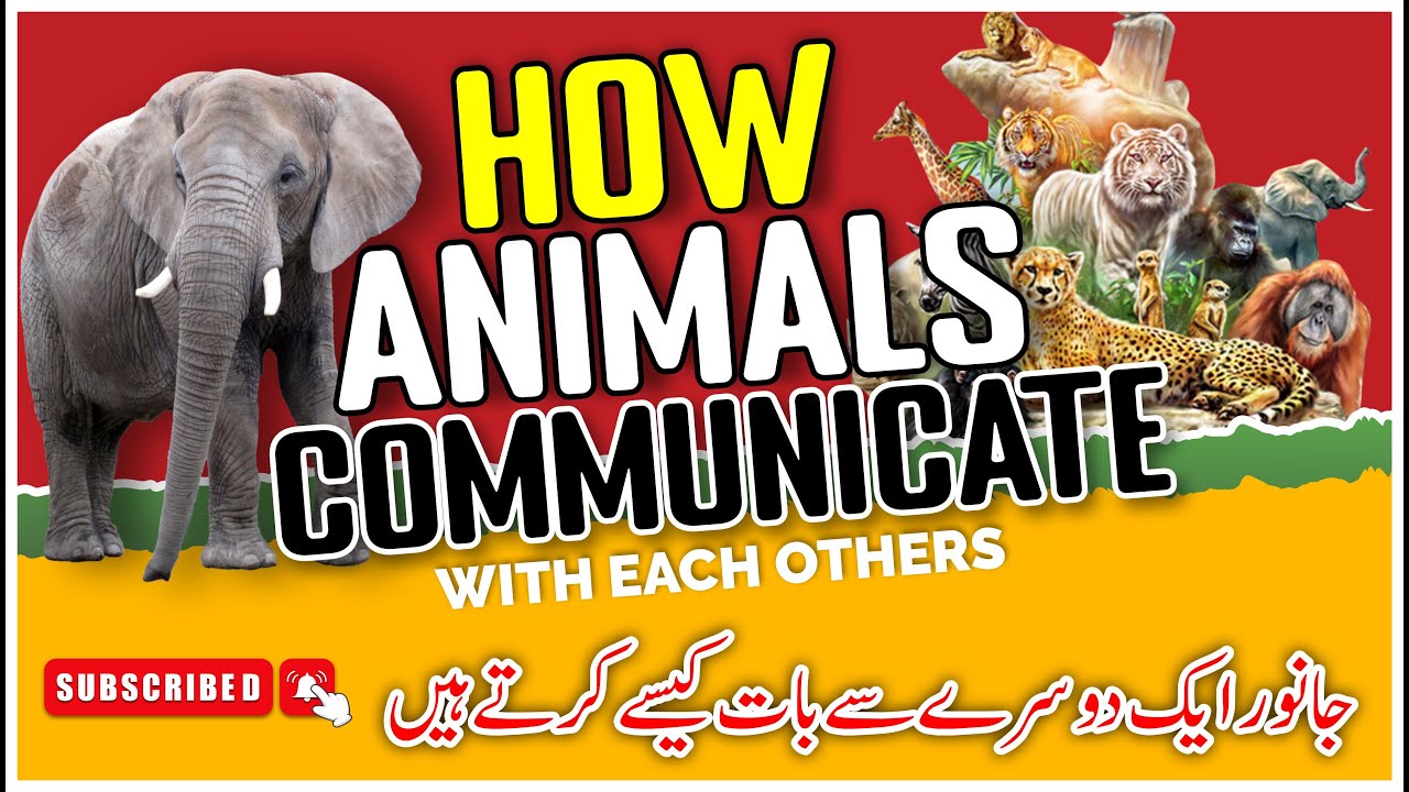 How Animals Communicate With Each Other | How Do Animals Communicate ...