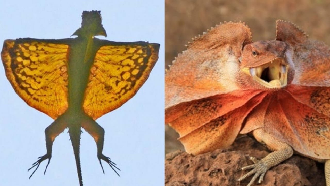 The flying lizard and the frilled lizard ... the lizards superpowers ...