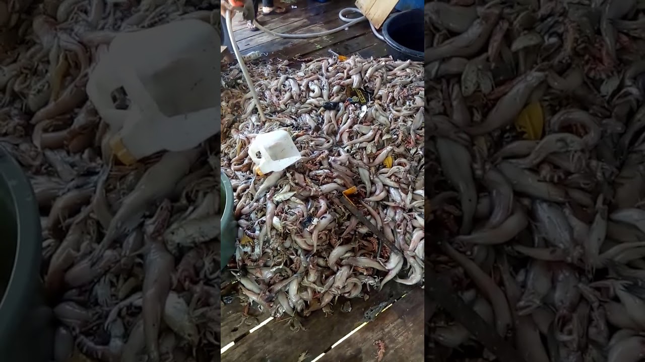 Ikan Pepija Tarakan juata laut - YouTube