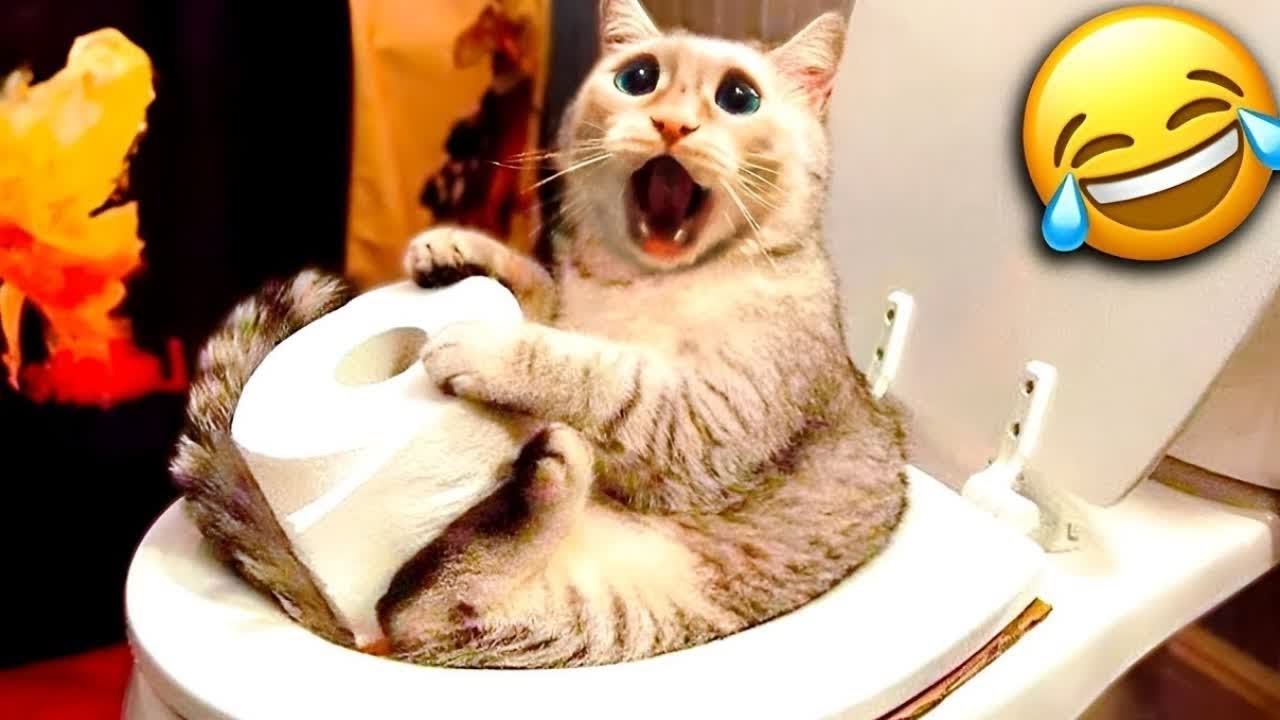 When a silly Cat becomes your best friend 😹 The funniest animals and ...