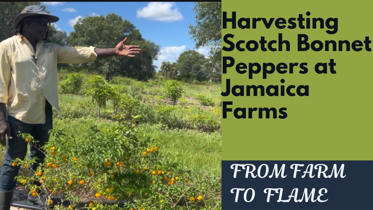 From Farm to Flame: Harvesting Scotch Bonnet Peppers at Jamaica Farms ...