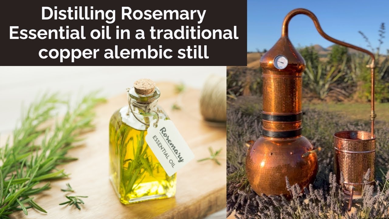 “Steam Distilling Rosemary Essential Oil with a Traditional Copper ...