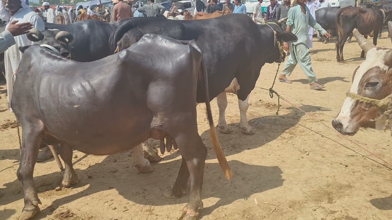 🔴 Beautiful Buffaloes | Janwar Official | Mandra Mandi | Cow kids ...