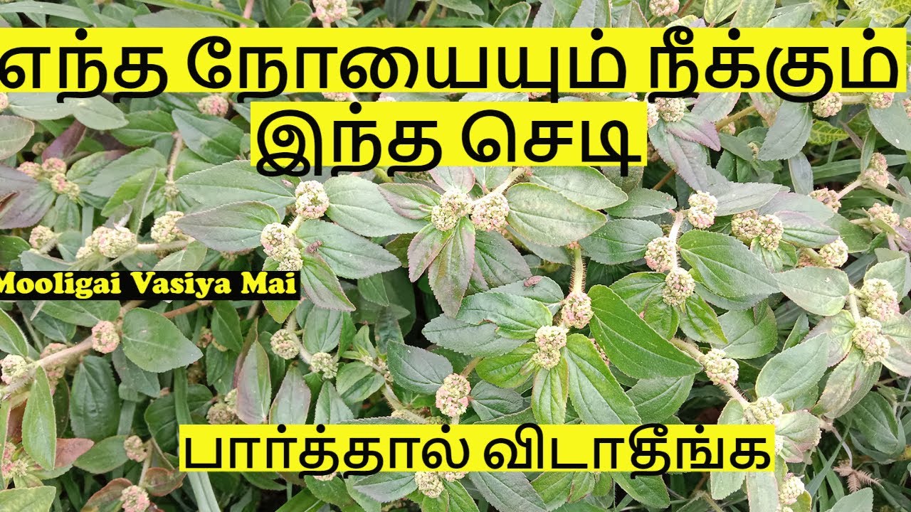 முகப்பரு நீக்கும் மூலிகை | @mooligaivasiyamai | #mooligai | # ...