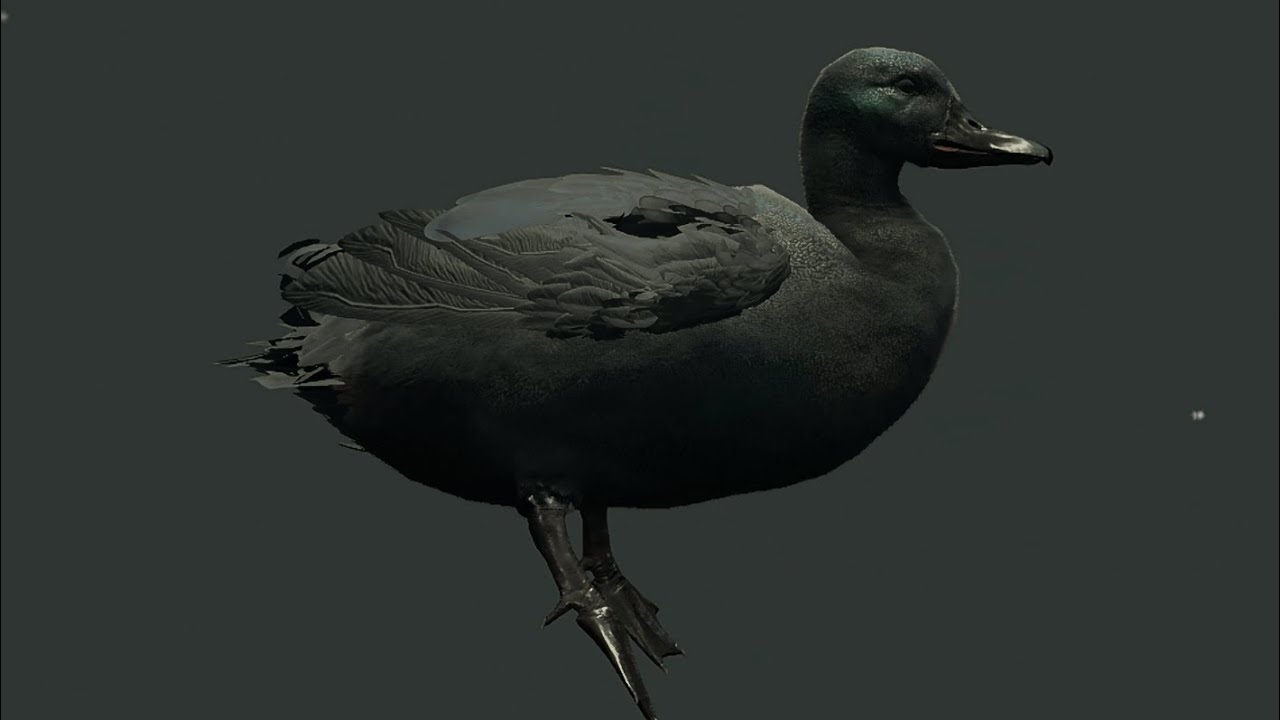 Melanistic Mallard, The Hunter Call of the Wild - YouTube