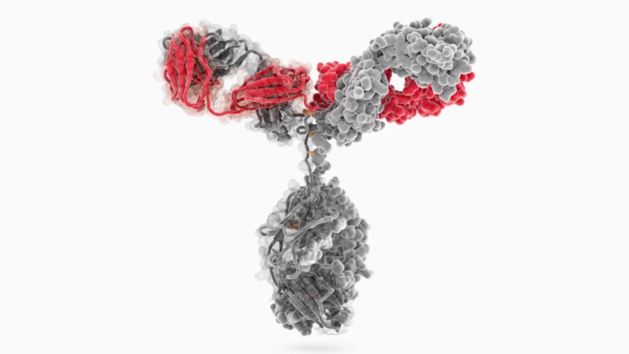 Immunoglobulin G (IgG) animation for Monash University and Wiley - YouTube