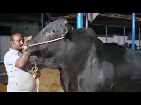 Jinnah cattle farm 2018